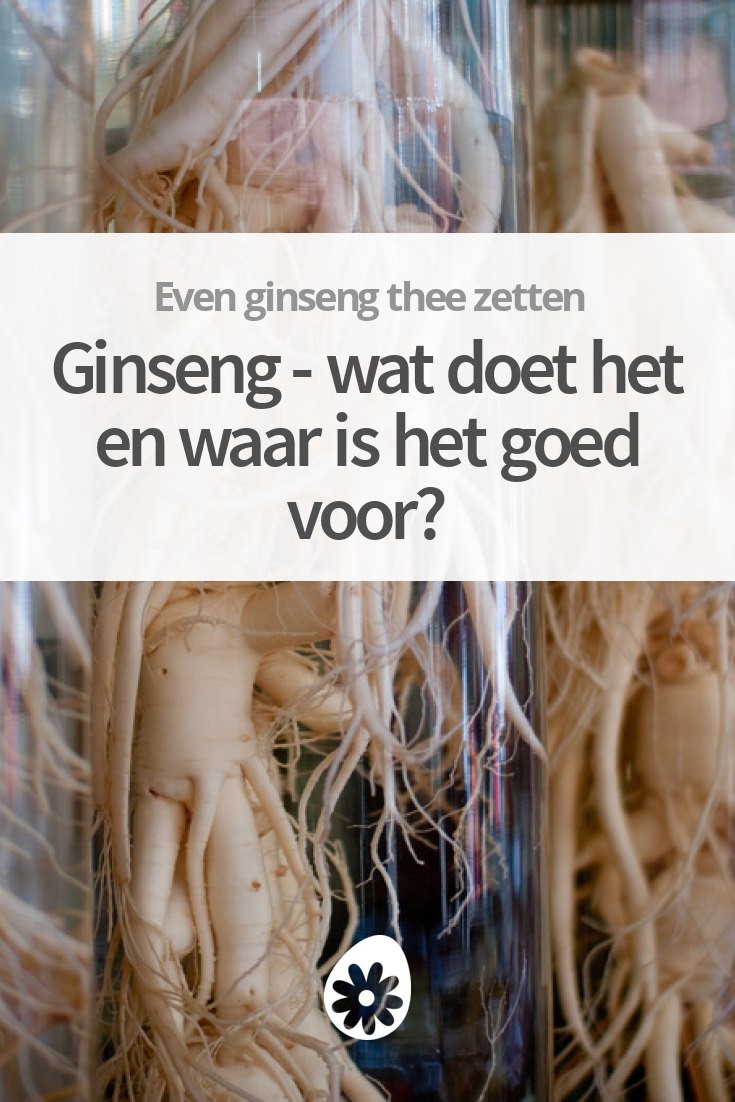 Ginseng - wat doet het waar is het goed voor?