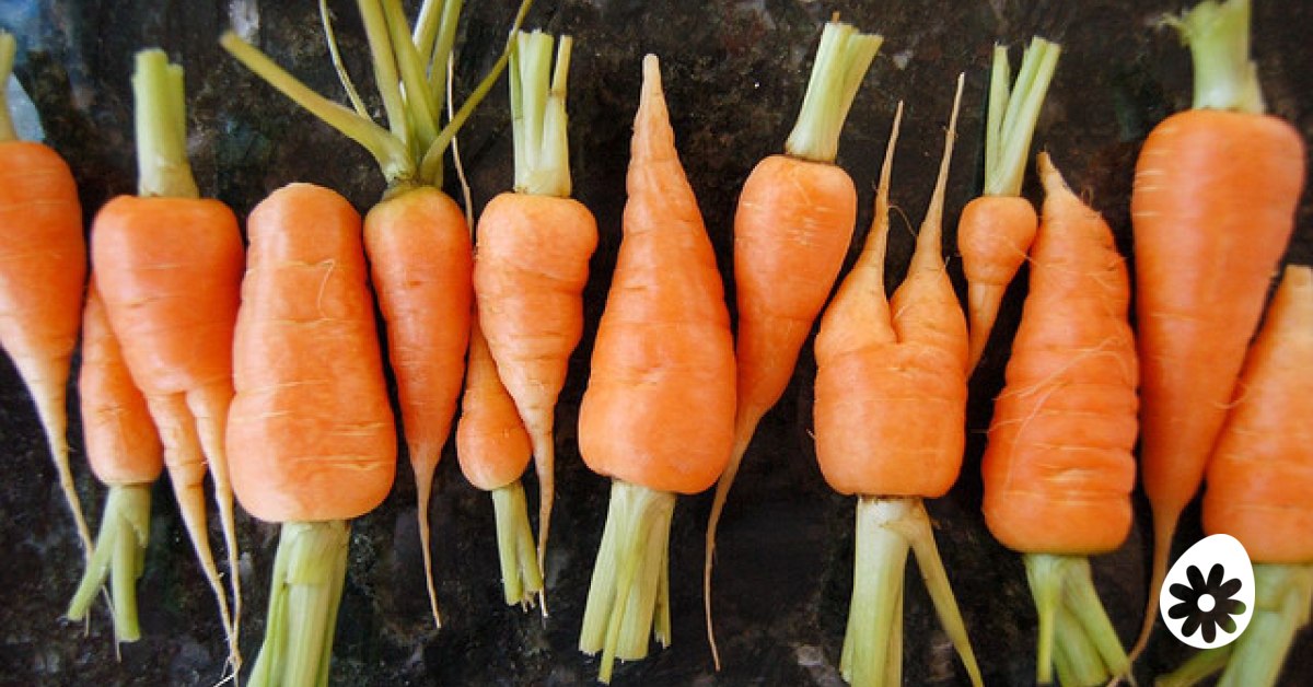 14 helende etenswaren | soChicken