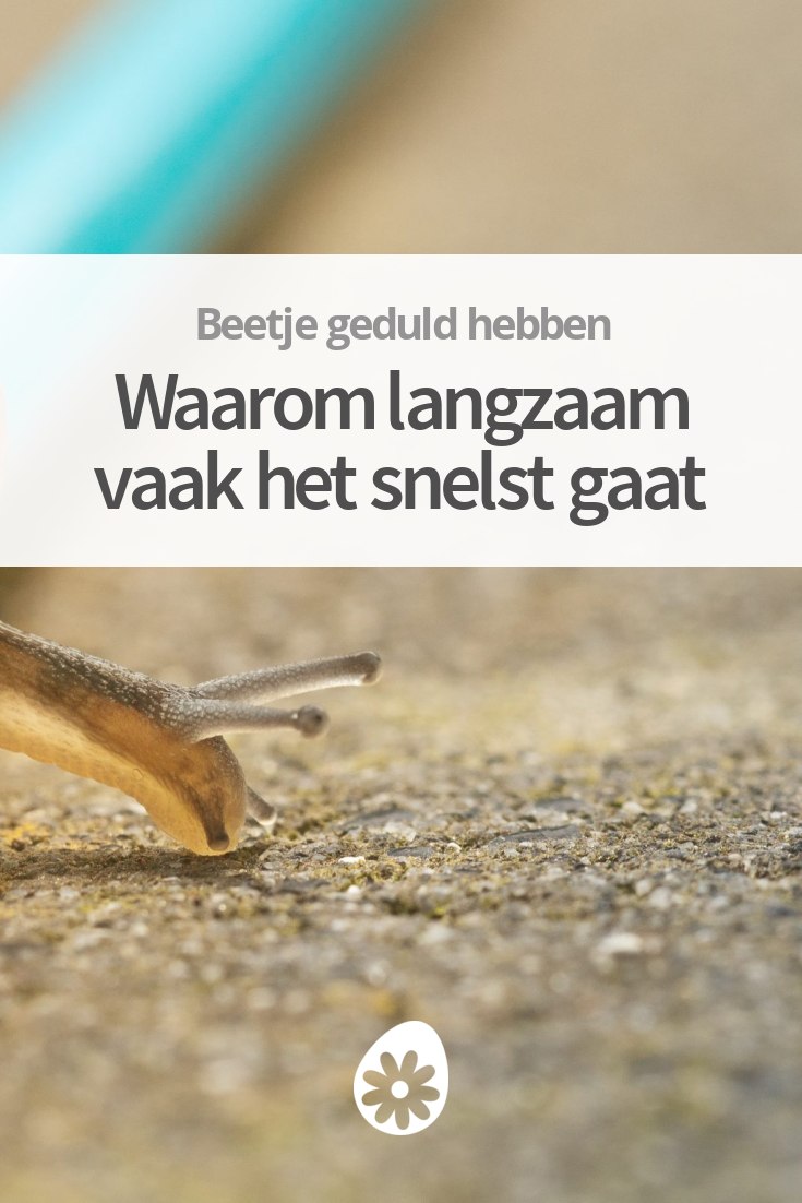 Waarom langzaam vaak het snelst gaat | soChicken