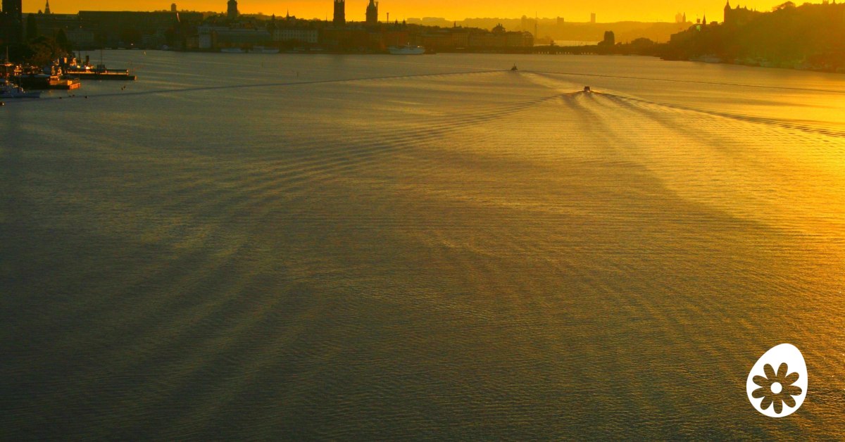 Ga terug naar je kalme basis | soChicken