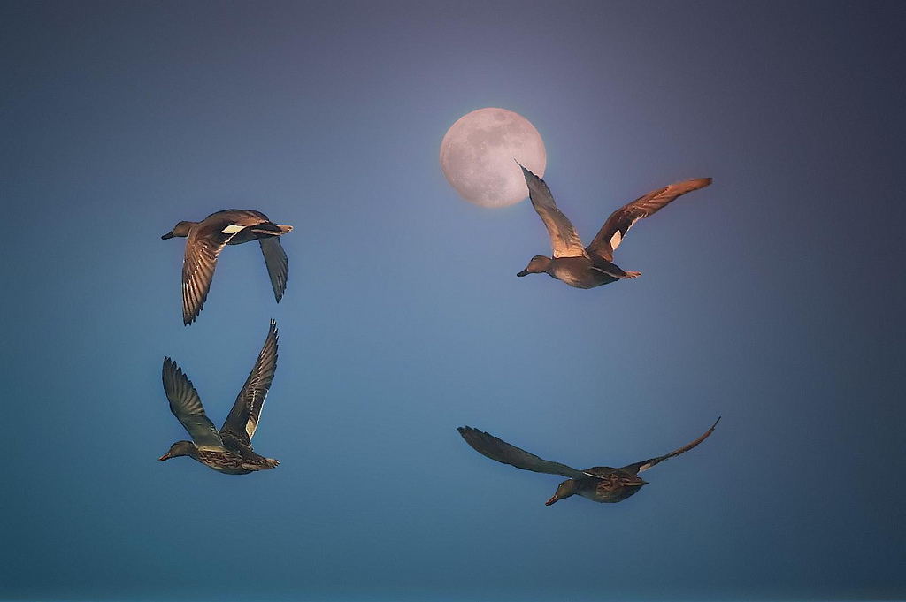 Leven zonder verwachtingen | soChicken